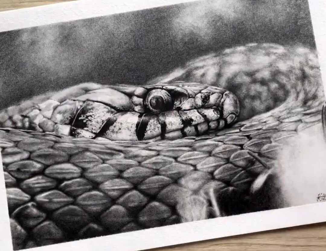 Graphite Drawing of a Grass Snake natrix Natrix 2022 - Etsy