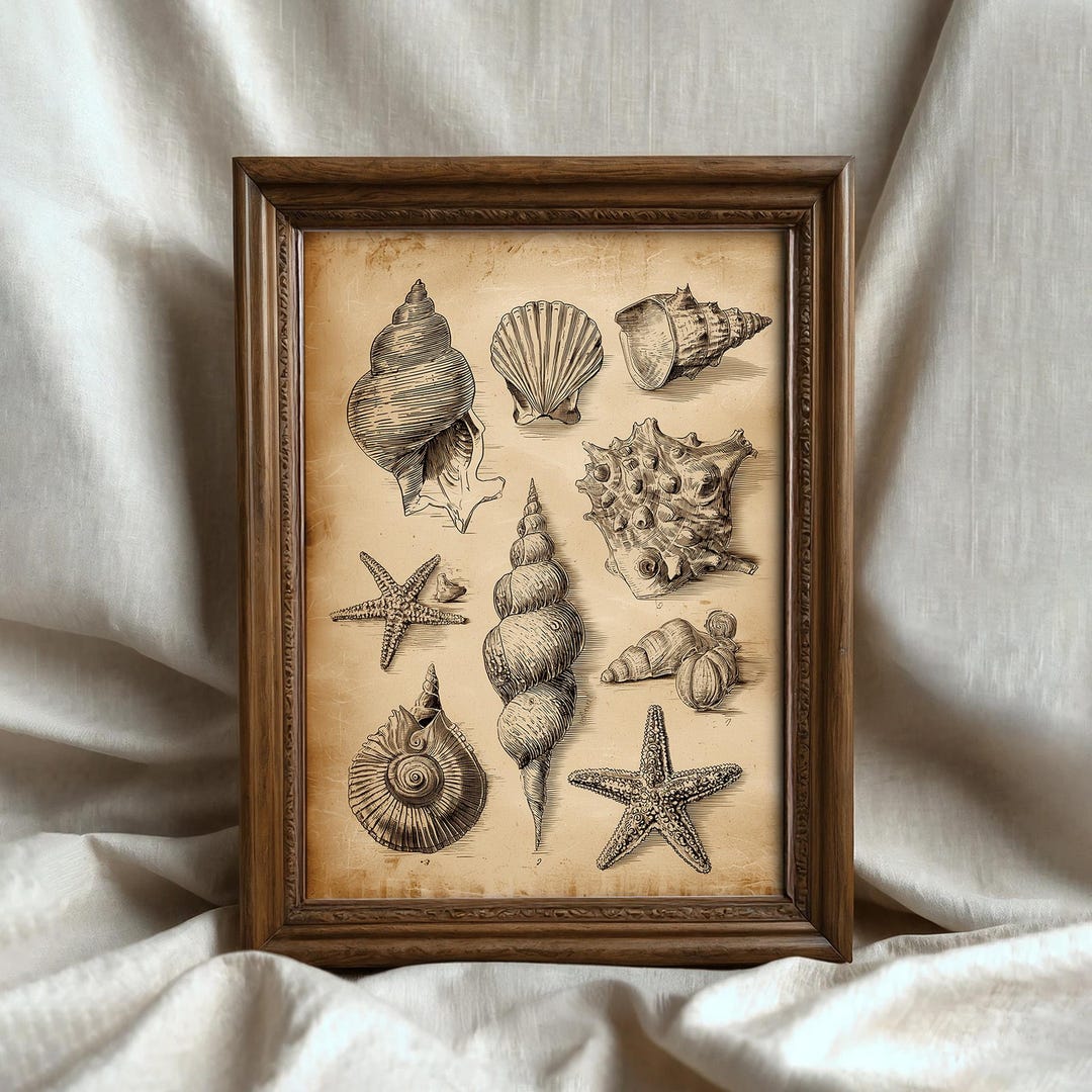 Vintage Seashell Print: Antique Marine Life Sketch | Coastal Beach ...