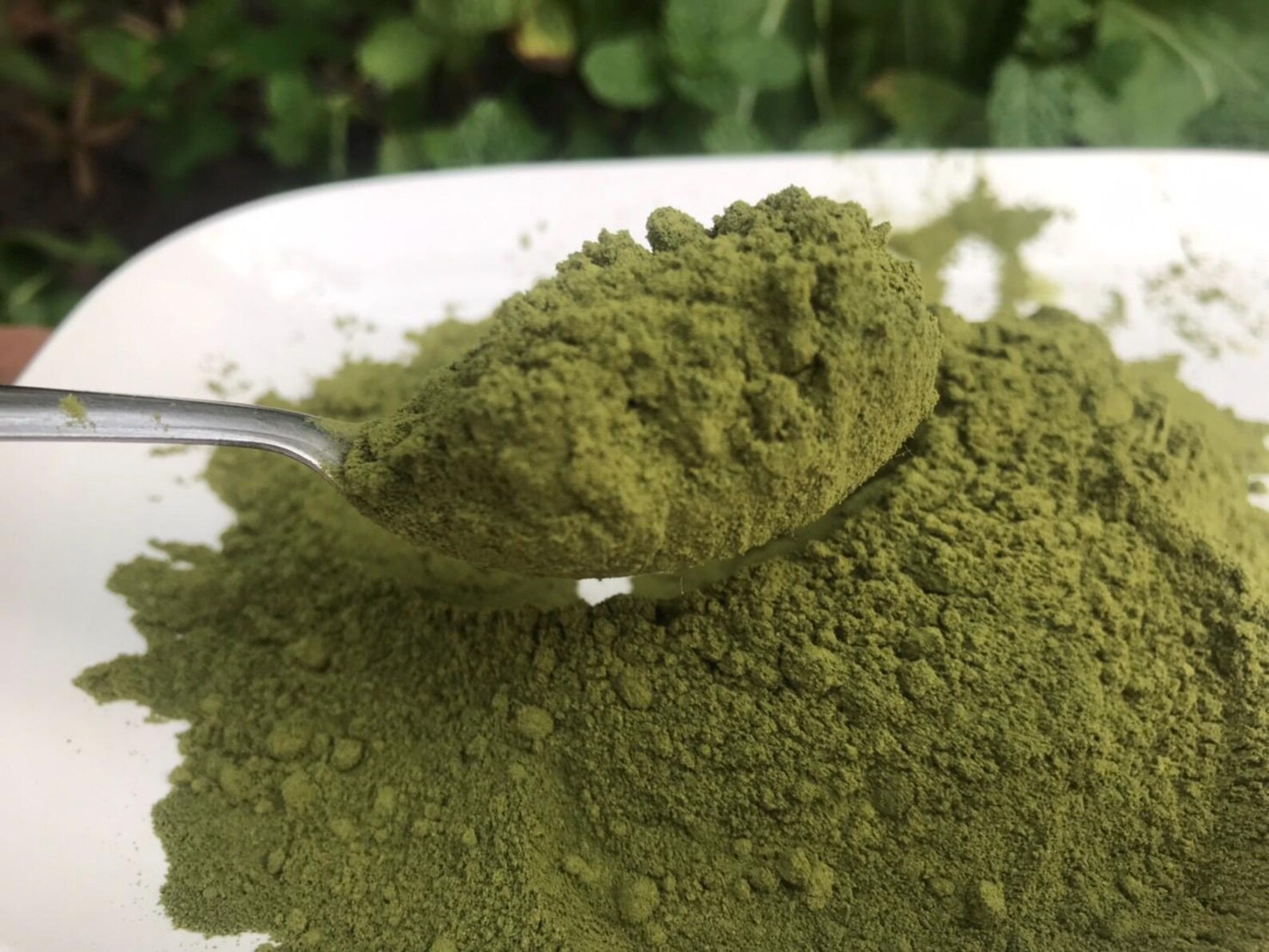 Wolffia Globosa Powder | High-protein Superfood | Green Caviar | Thai ...