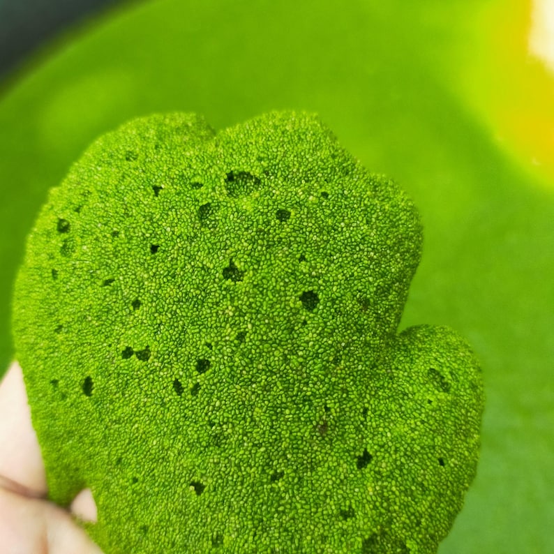 Wolffia Globosa Powder: High-protein Green Caviar Superfood - Etsy