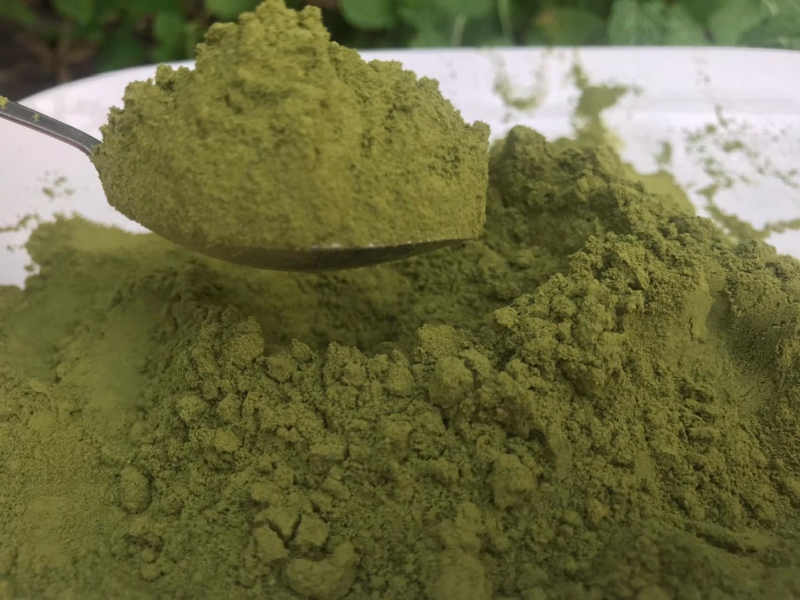 Wolffia Globosa Powder | High-protein Superfood | Green Caviar | Thai ...
