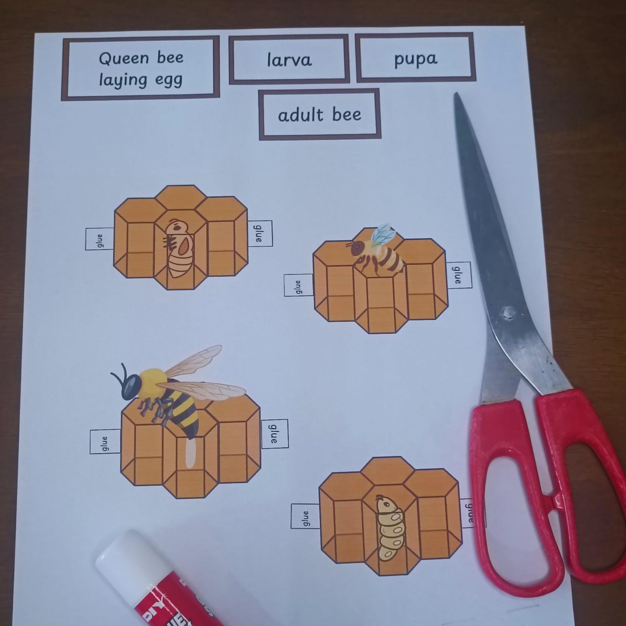 3D Bee Life Cycle Craft Printable, Bee Worksheet PDF, Spring Science ...