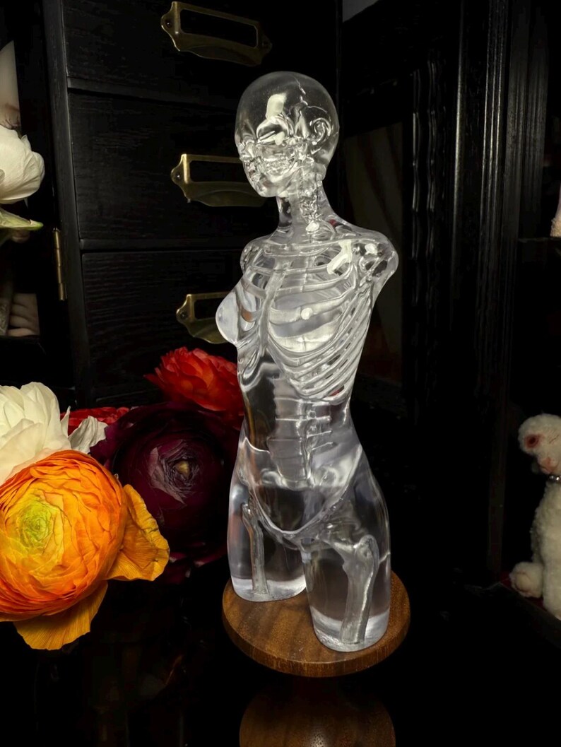 Transparent Anatomical BJD Skeleton Torso Stand Desk Led/display｜color ...