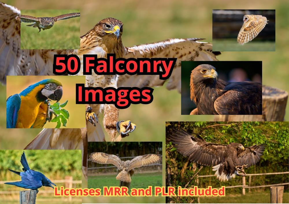 50 Falconry Images Digital Download Art and Nature in High Quality ...