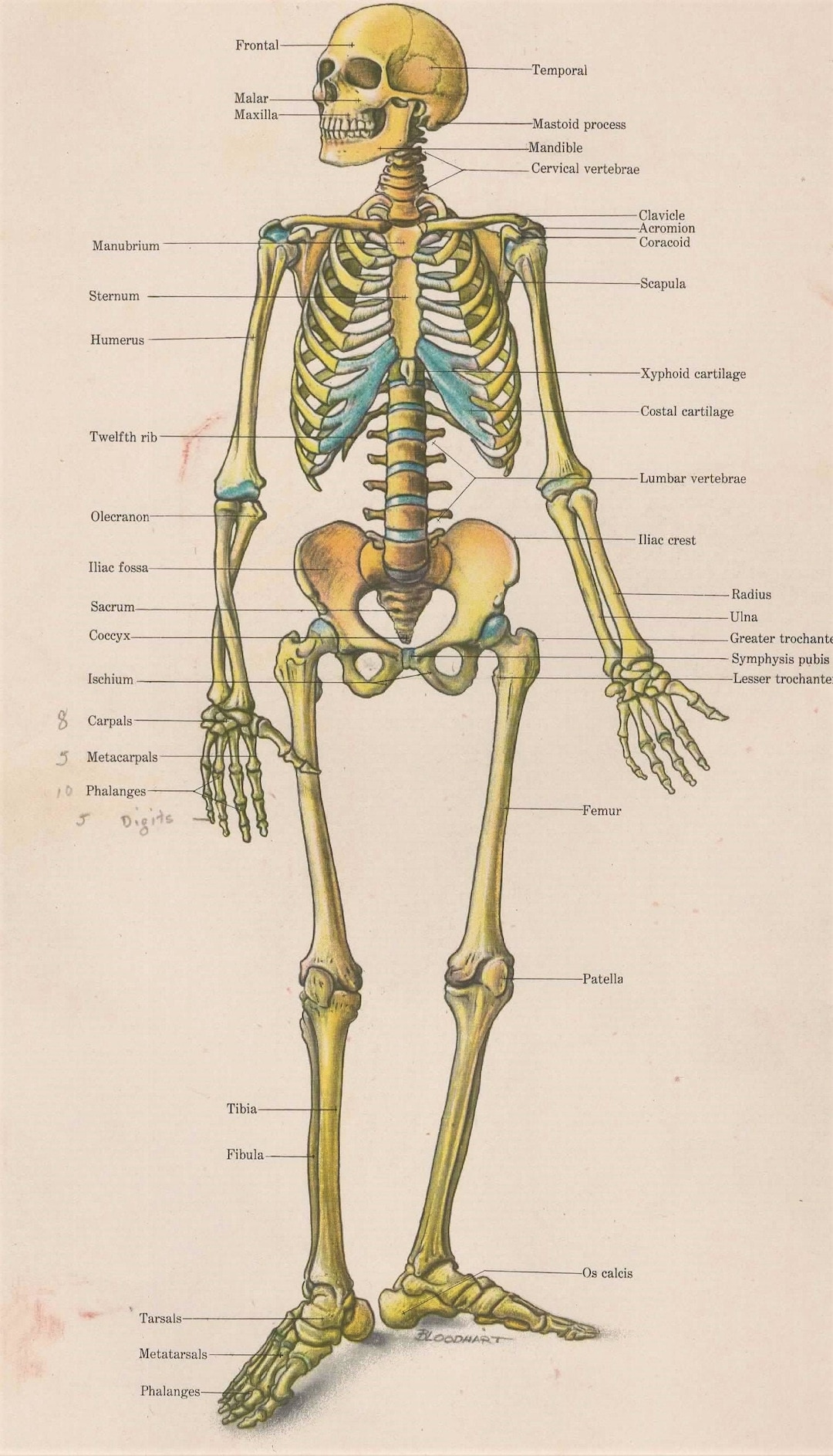 5 Digital Images of Vintage Anatomy - Etsy