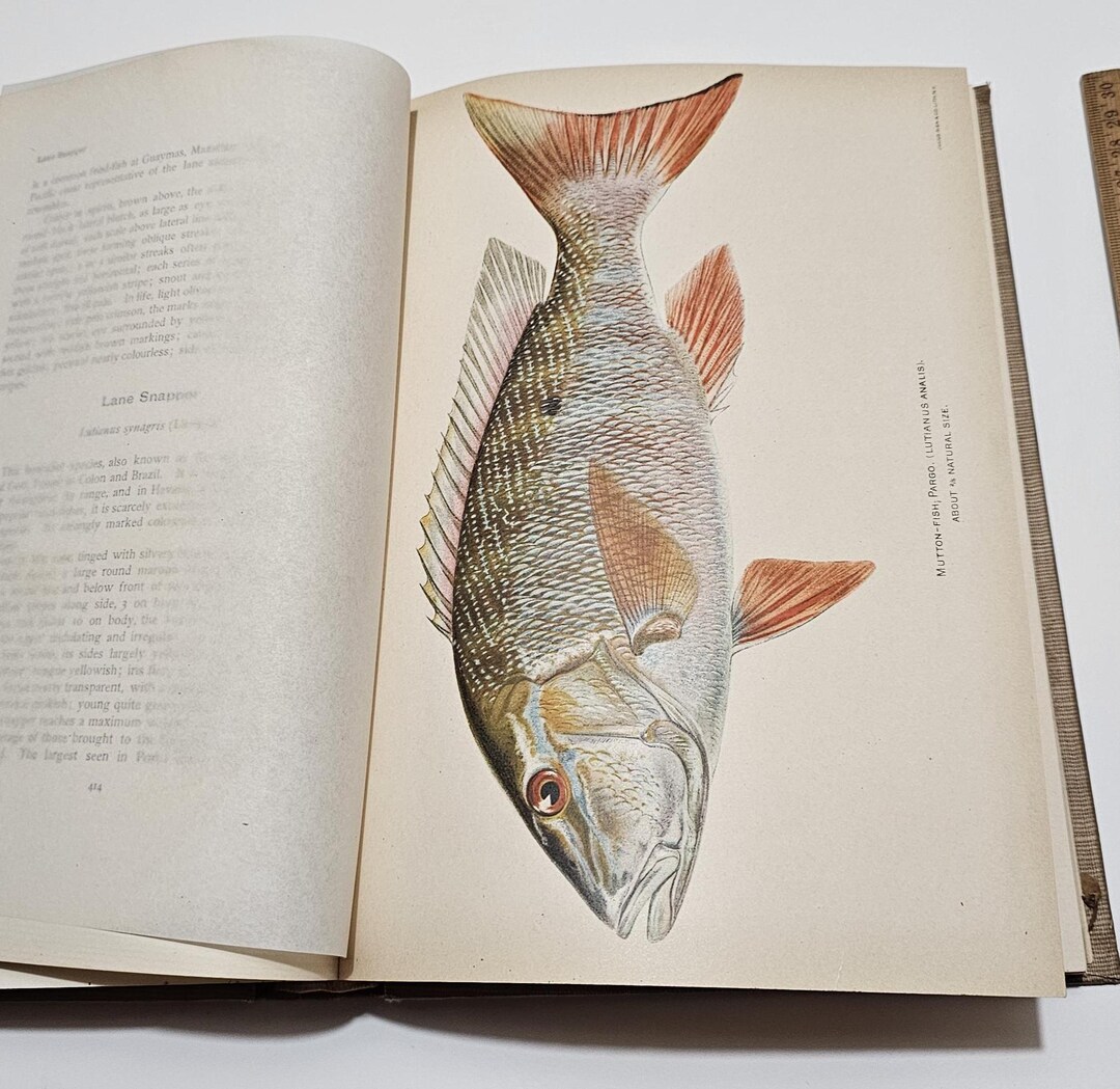 1905 American Food and Game Fishes - Etsy
