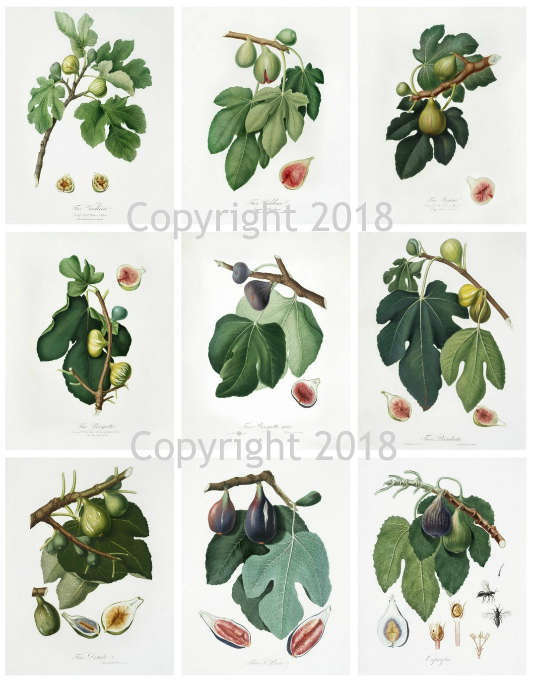 9 Vintage Botanical Figs Collage Collection, Graphics, Altered Art ...
