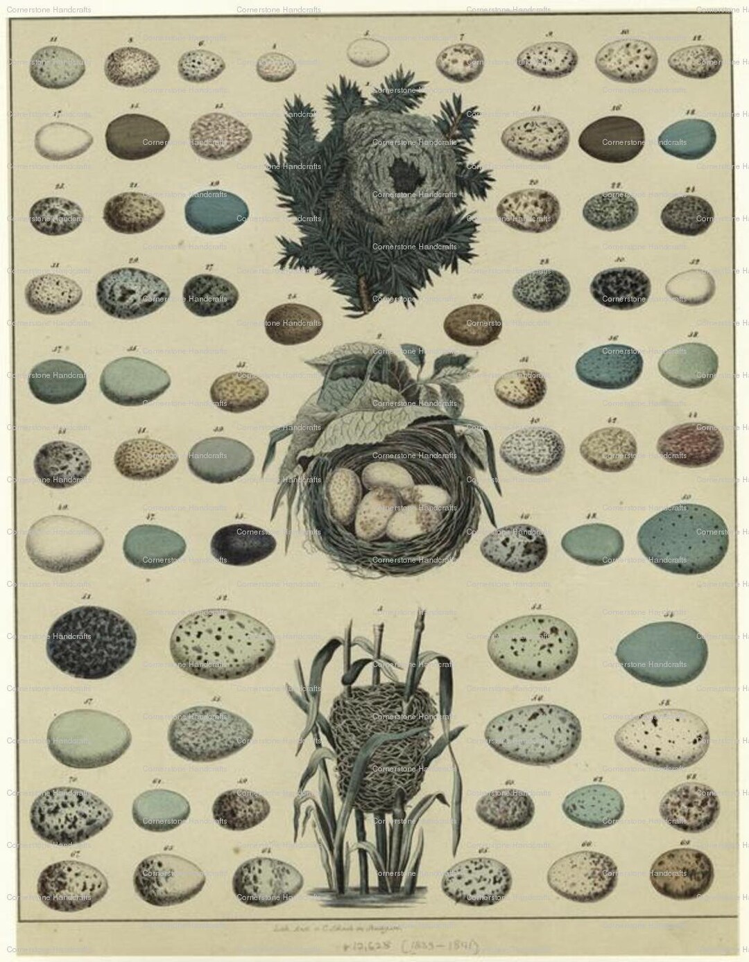 Collage Sheet Eggs and Nests 102 Instant Digital Download - Etsy