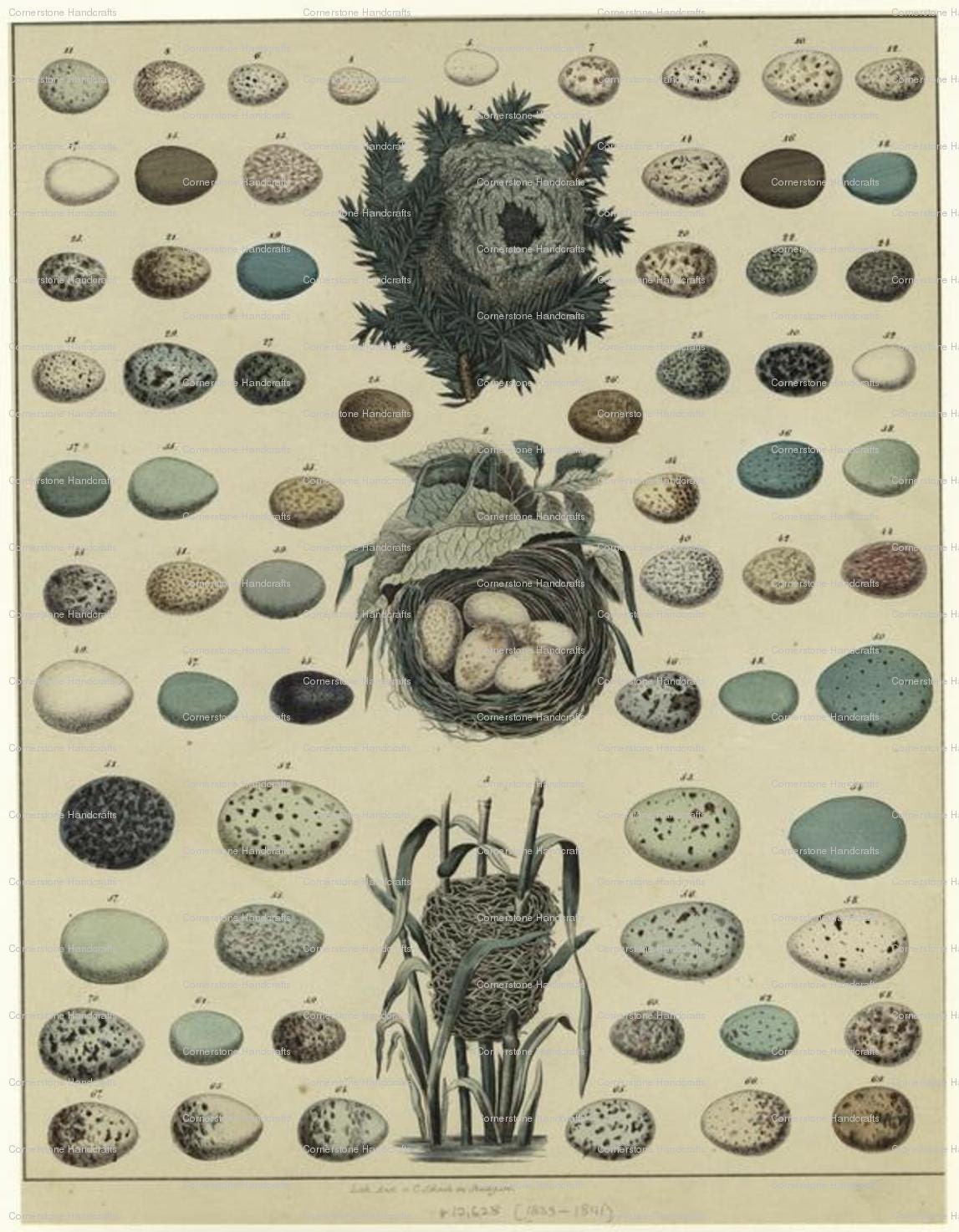Collage Sheet Eggs and Nests 102 Instant Digital Download | Etsy