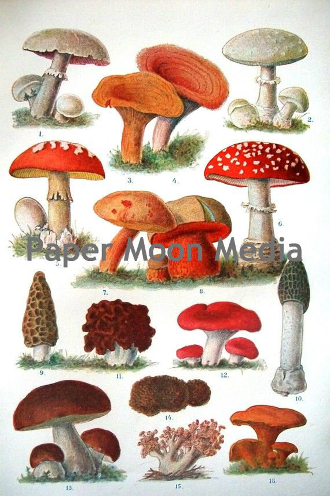 9 Vintage Botanical Mushrooms Collage Collection, Graphics, Altered Art ...