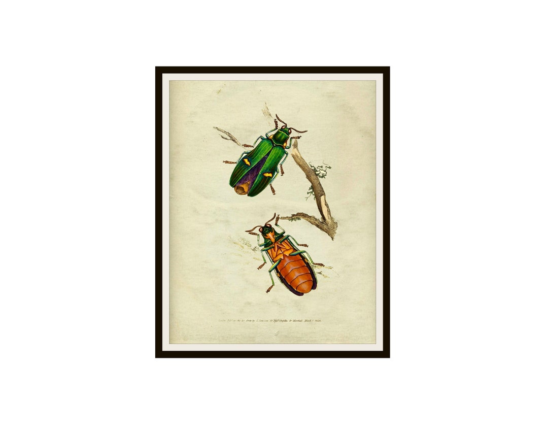 Printable Botanical Insects Beetles on Ephemera Art Print, Instant ...