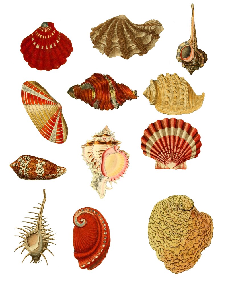 54 Botanical Shell Images Clip Art Graphics Transparent PNG - Etsy