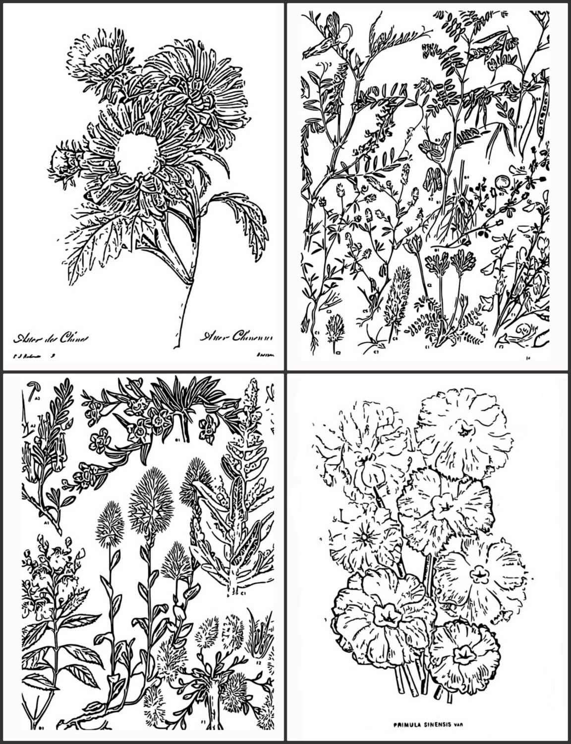 Color Me Calm 30 Botanical Floral Design Patterns Coloring | Etsy