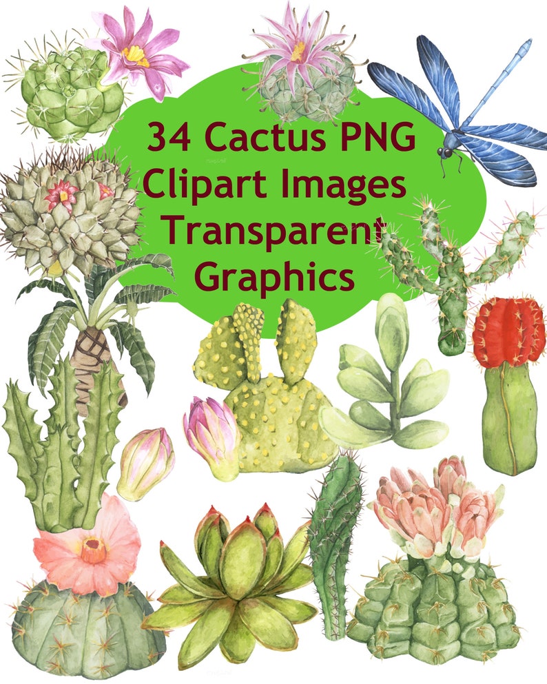 34 Assorted Cactus Graphic Images Clip Art Transparent PNG | Etsy