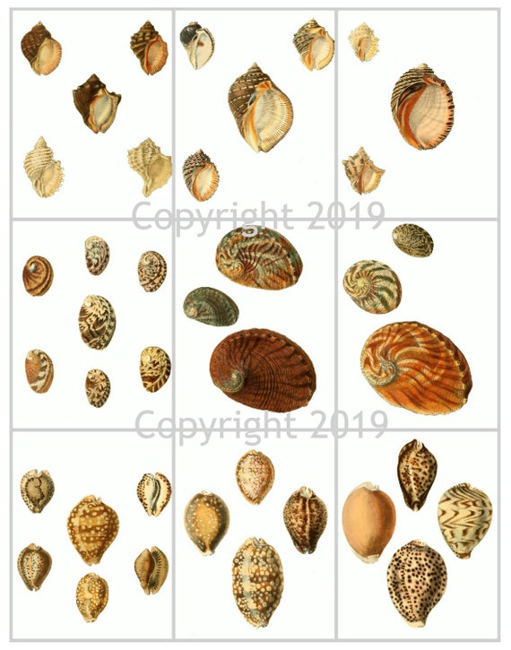 Vintage Botanical Shells Collage Sheet 2 Altered Art | Etsy