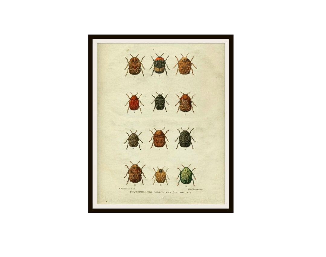 Printable Botanical Insects Beetles on Ephemera Art Print, Instant ...