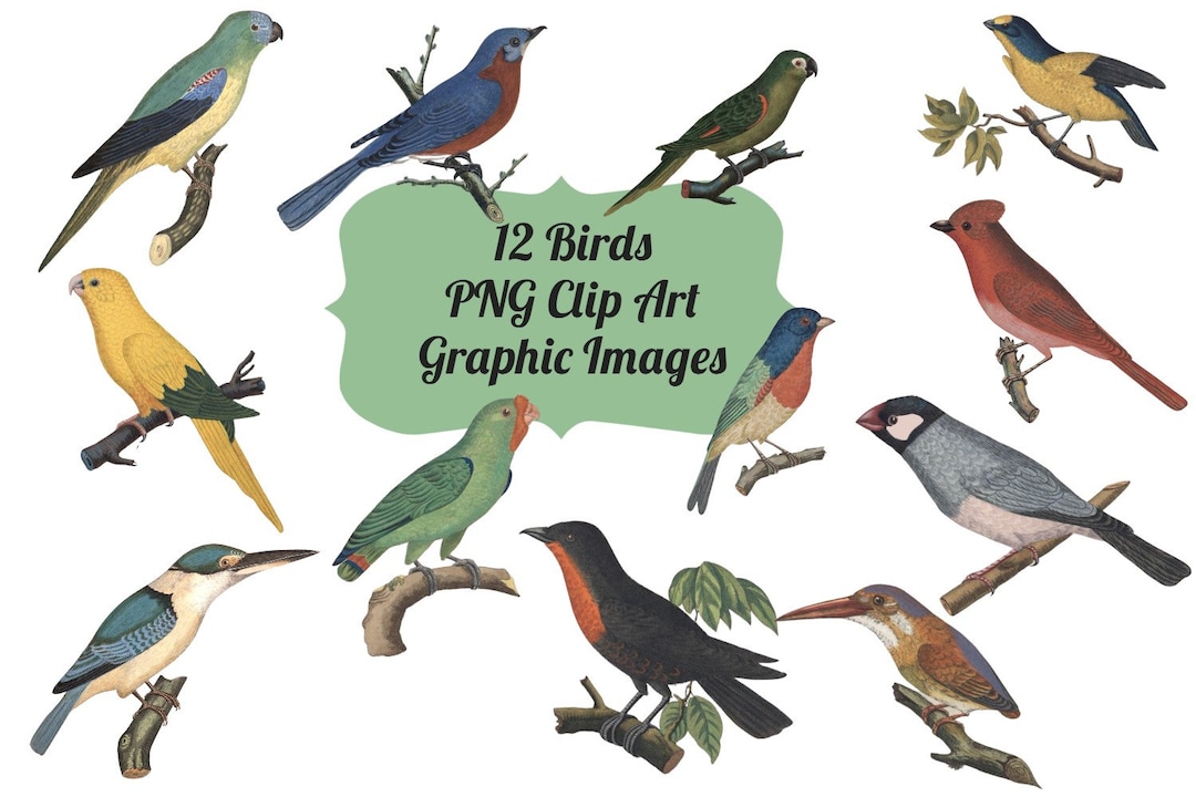 12 Vintage Birds Transparent Copyright Free Art Illustrations, Instant ...