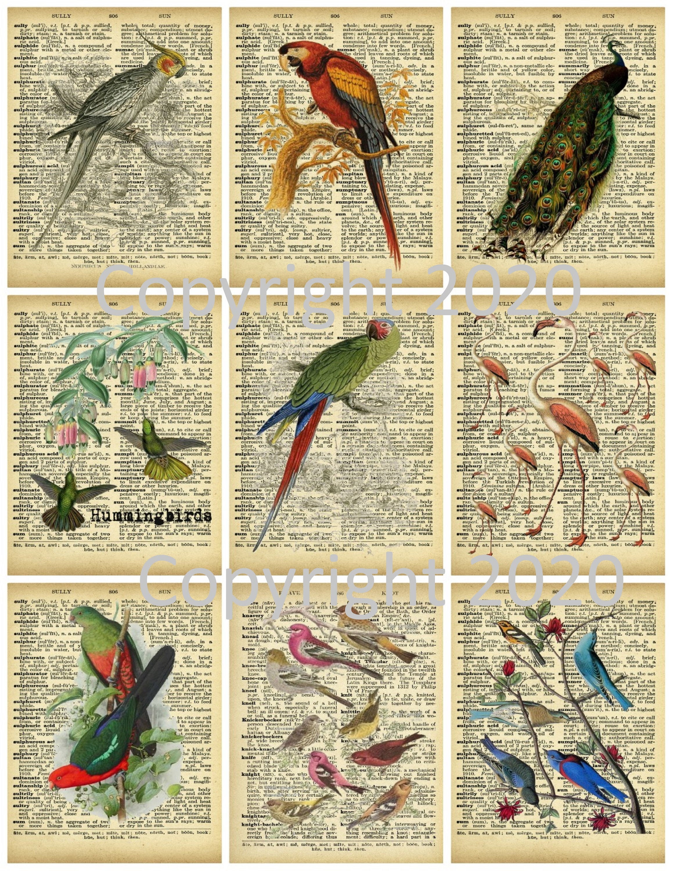 Printable Dictionary Pages Birds Collage Journal Pages | Etsy