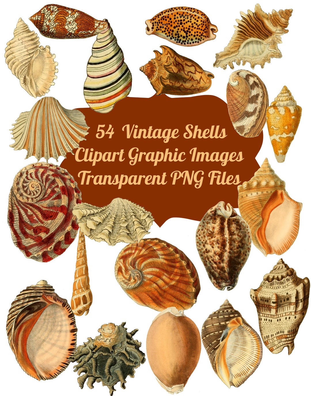 54 Botanical Shell Images Clip Art Graphics Transparent PNG Files, PNG ...