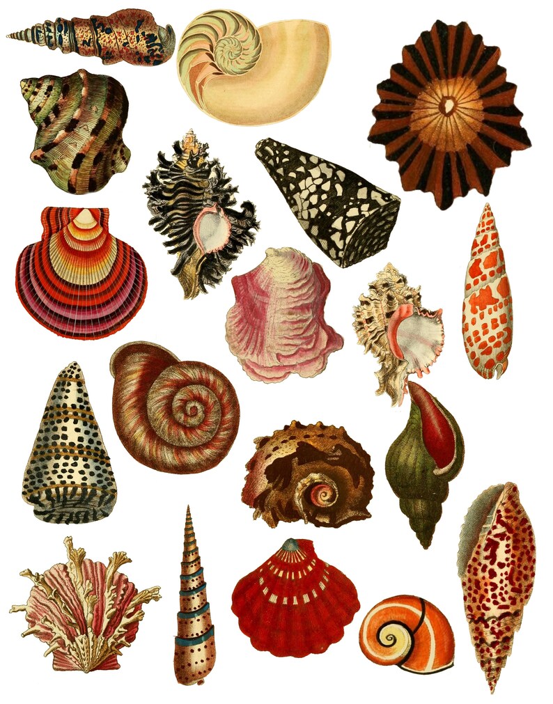 54 Botanical Shell Images Clip Art Graphics Transparent PNG - Etsy