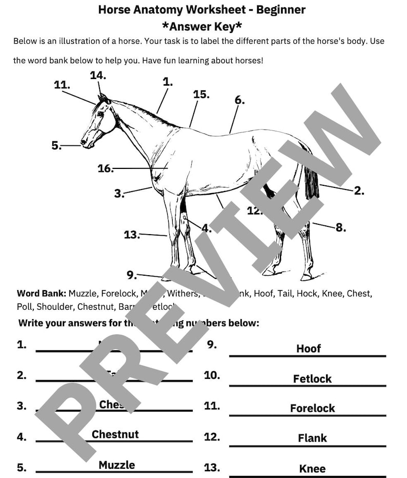 Horse Anatomy Worksheet for Beginners - Fun and Educational PDF ...