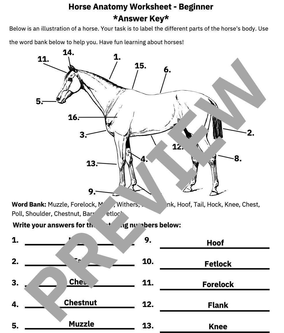 Horse Anatomy Worksheet for Beginners - Fun and Educational PDF ...