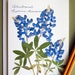Bluebonnet wildflowers pressed bluebonnet flowers botanical | Etsy