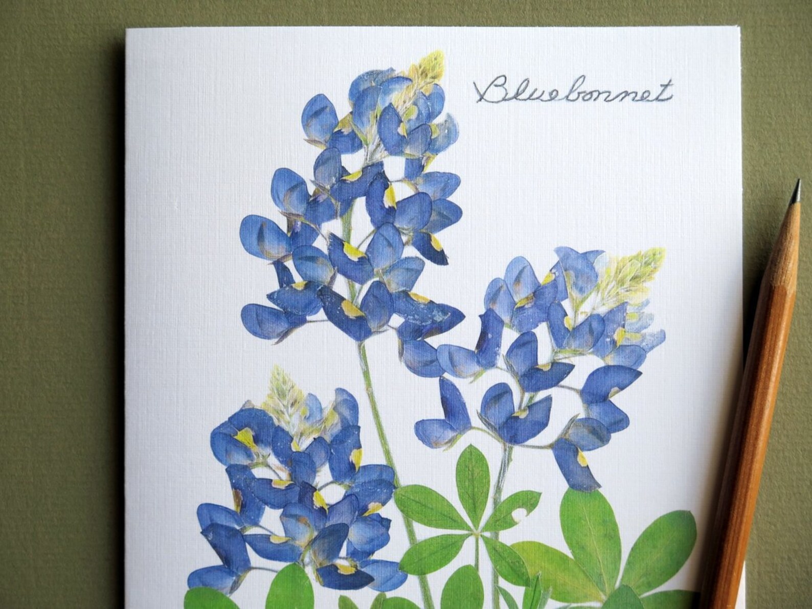 Bluebonnet Wildflowers, Pressed Bluebonnet Flowers, Botanical Greeting ...
