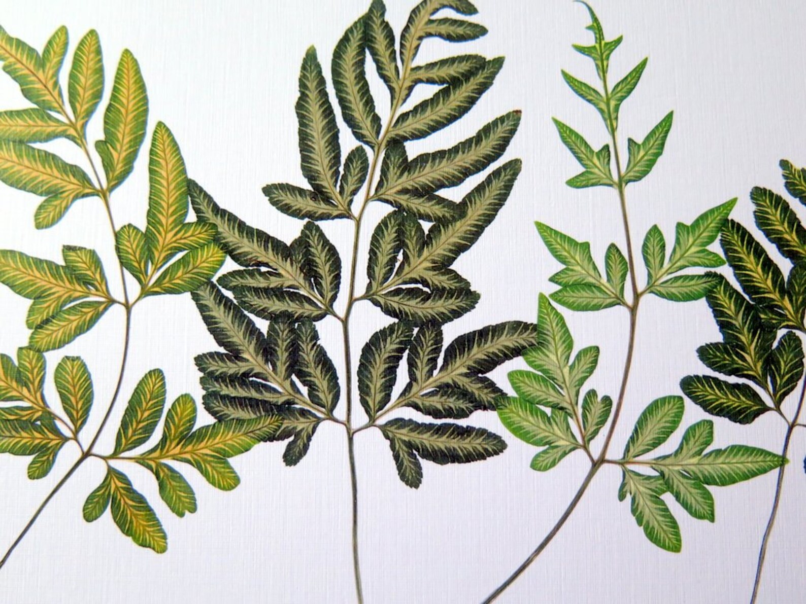 Pressed Fern Print, 11x14 Double Matted, Brake Fern, Woodland Botanical ...