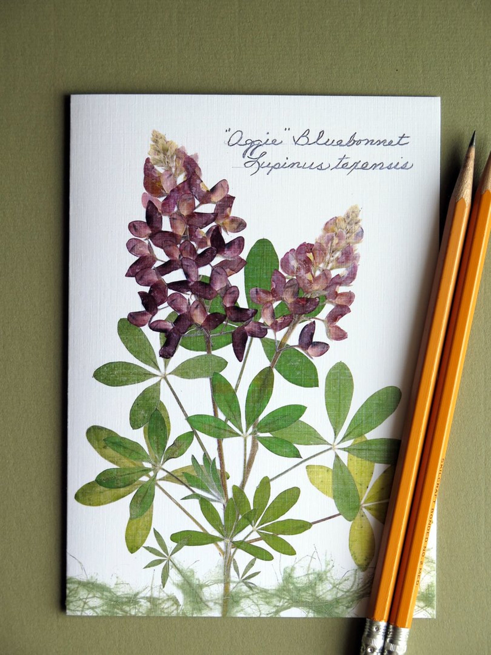 Aggie Maroon Bluebonnet Texas Aggies Texas A&M College | Etsy