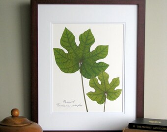 Pressed Leaf Art Print 11x14 Double Matted Chinese Pistachio | Etsy