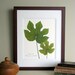 Pressed Leaf Print 11x14 Double Matted Parasol Leaves Fresh - Etsy