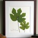 Pressed Leaf Print 11x14 Double Matted Parasol Leaves Fresh - Etsy