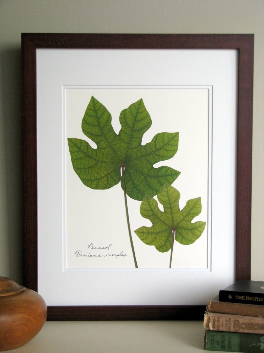 Pressed Leaf Print 11x14 Double Matted Parasol Leaves Fresh - Etsy