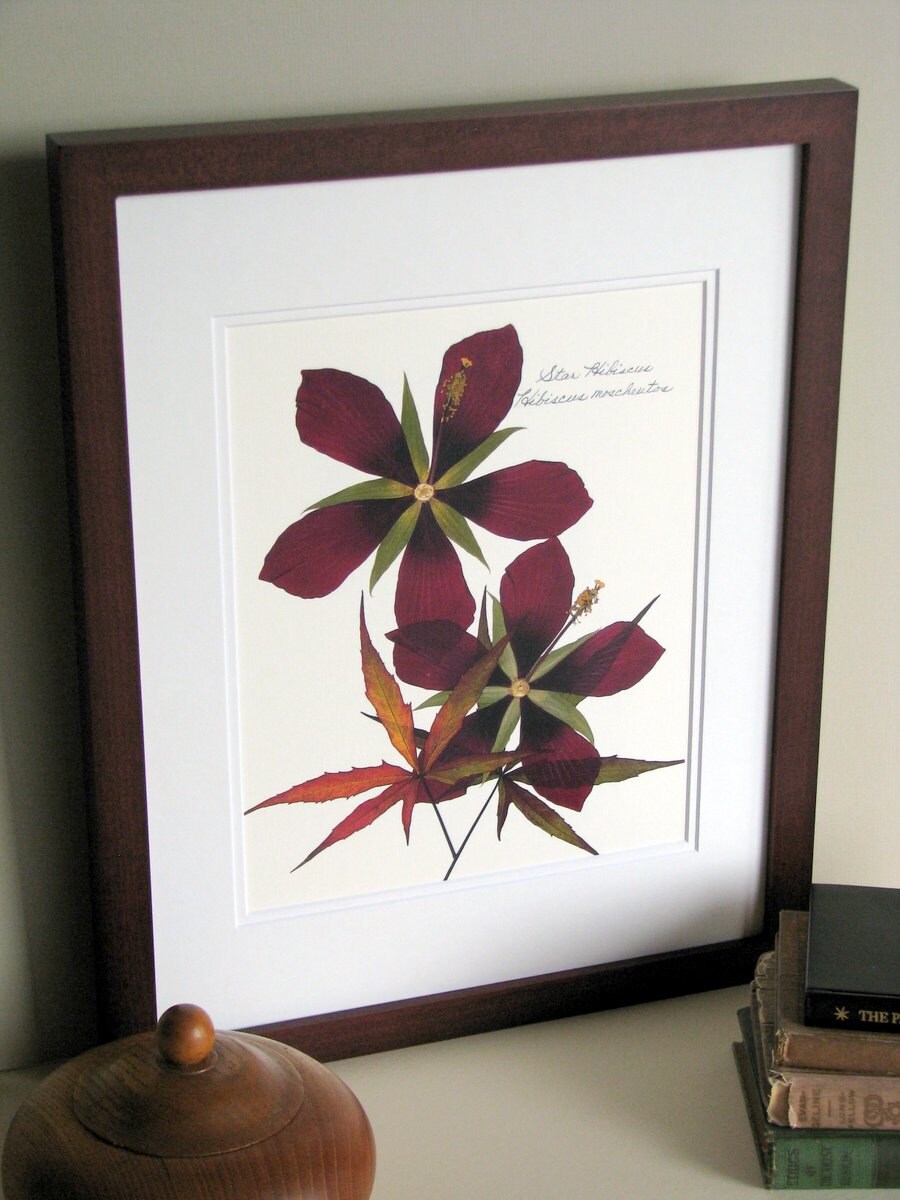 Pressed Flower Print, 11x14 Double Matted, Star Hibiscus Tropical ...