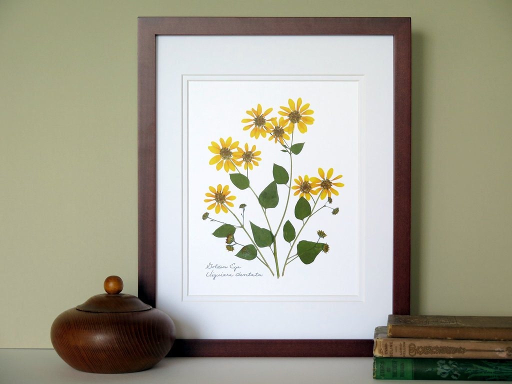Pressed Sun Flower Print 11x14 Double Matted Golden Eye | Etsy