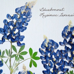 Pressed Flowers Print, 11x14 Double Matted, Texas Bluebonnets, Texas ...