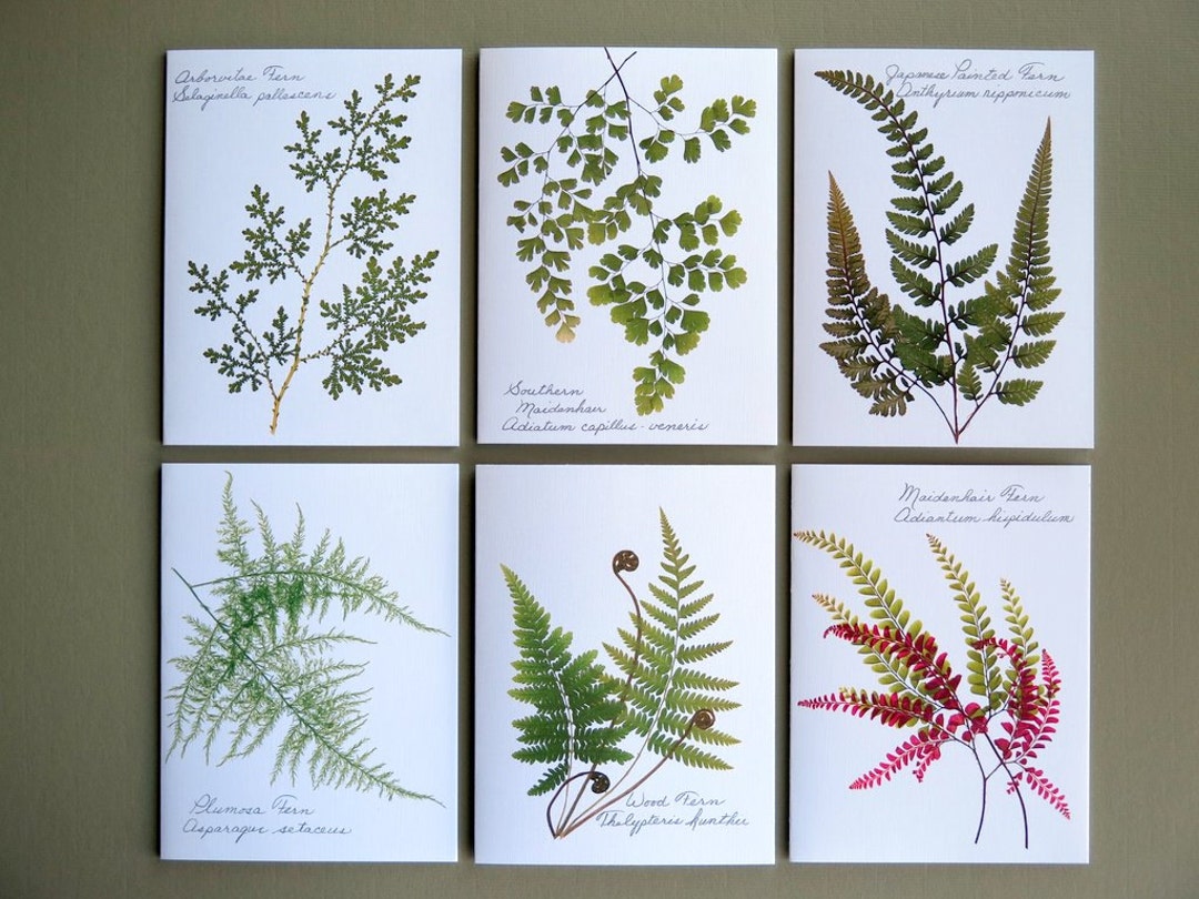 Set of 6 Botanical Pressed Fern Cards, Green Woodland Ferns, Card Gift ...