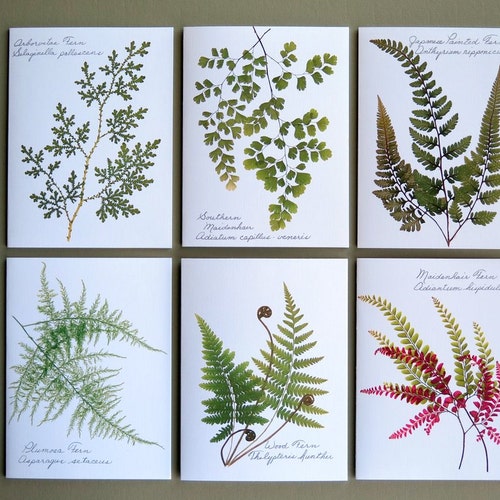 Set of 6 Botanical Pressed Fern Cards Green Woodland Ferns - Etsy