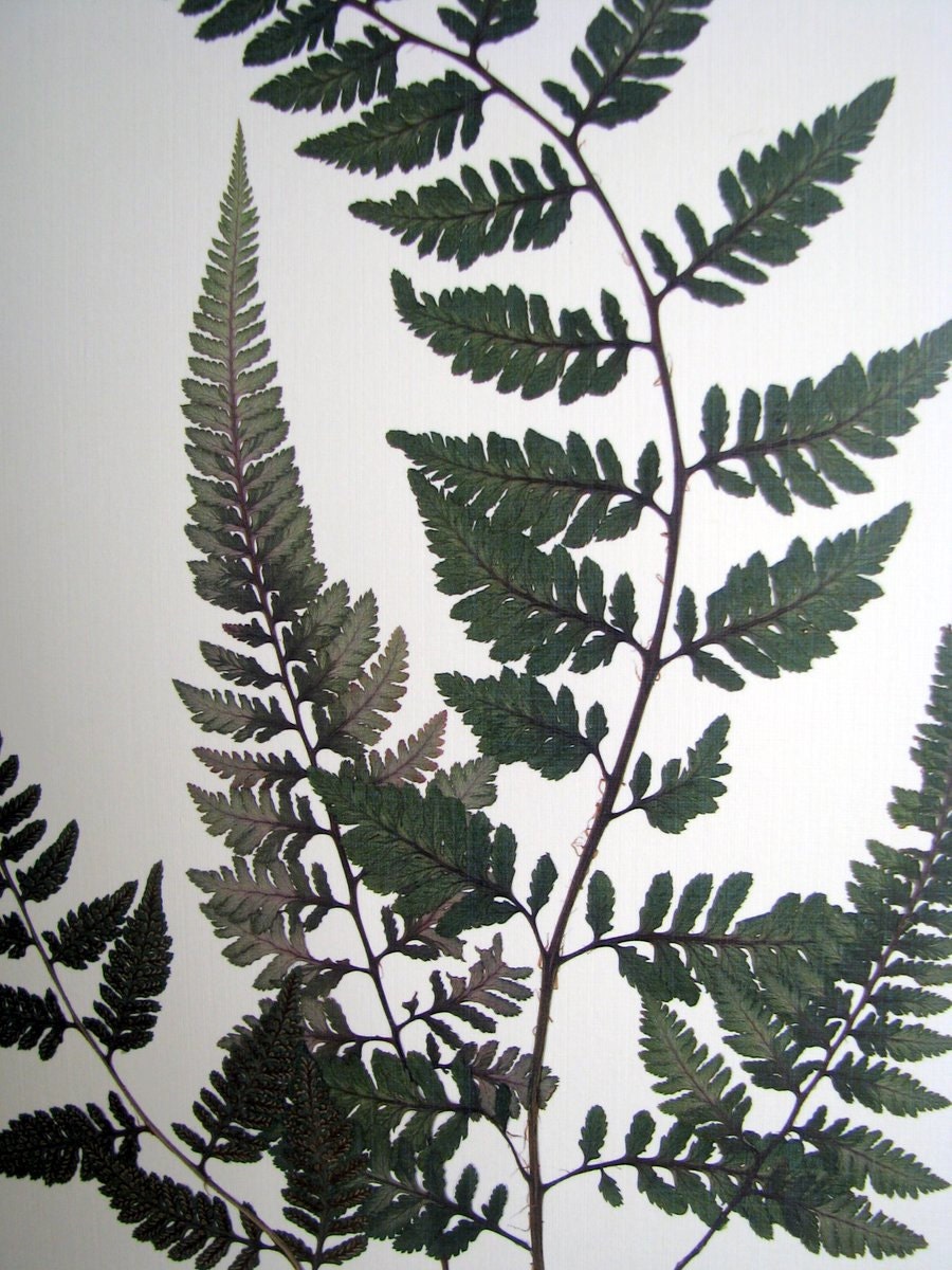 Pressed Fern Print 11x14 Double Matted Japanese Painted Fern - Etsy