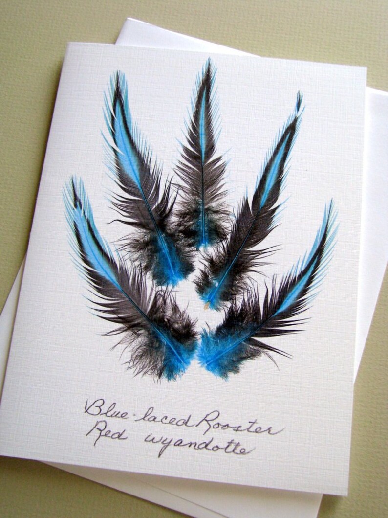 Blue Laced Rooster Feather Card Gift for a Bird Watcher - Etsy