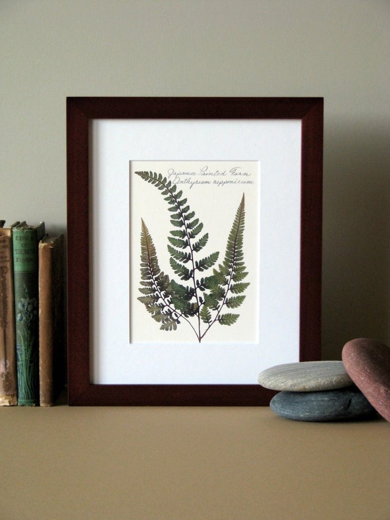 Pressed Fern Print 8 X 10 Matted Japanese | Etsy
