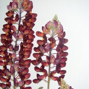 Pressed Flower Botanical Print, 11x14 Double Matted, Texas Aggie Maroon ...