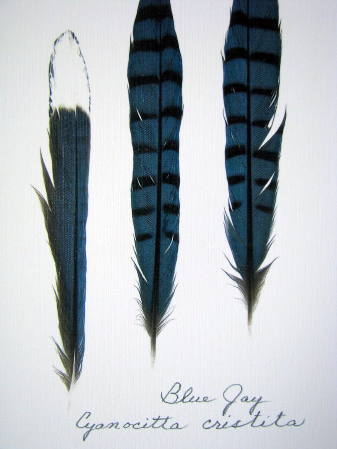 Feather Art Print 8x10 Matted Blue Jay Feathers - Etsy
