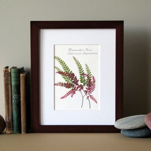 Pressed Fern Print, 8 X 10 Matted, Bronze Maidenhair Fern, Nature Art ...