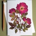 Knock Out Rose Card Pressed Red Rose Image Pressed Rose - Etsy