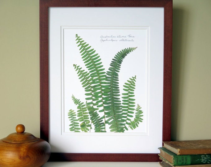 Pressed Fern Botanical Art Print, 11x14 Double Matted, Australian Sword ...