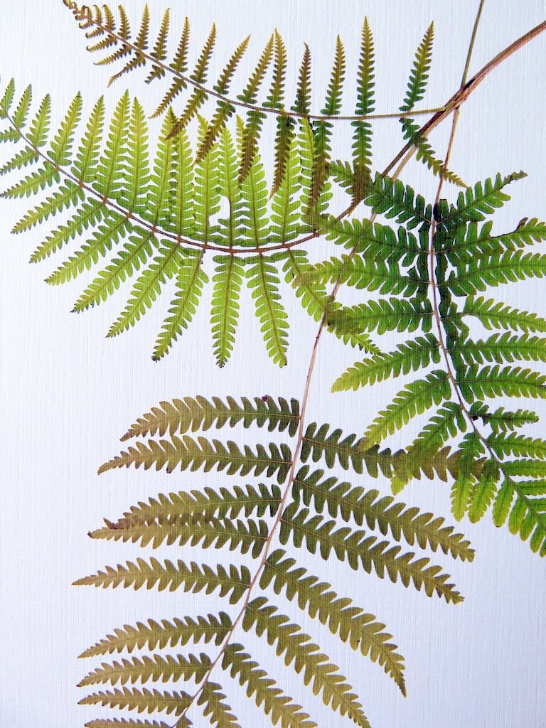 Pressed Fern Print 11x14 Double Matted Wood Ferns Botanical | Etsy