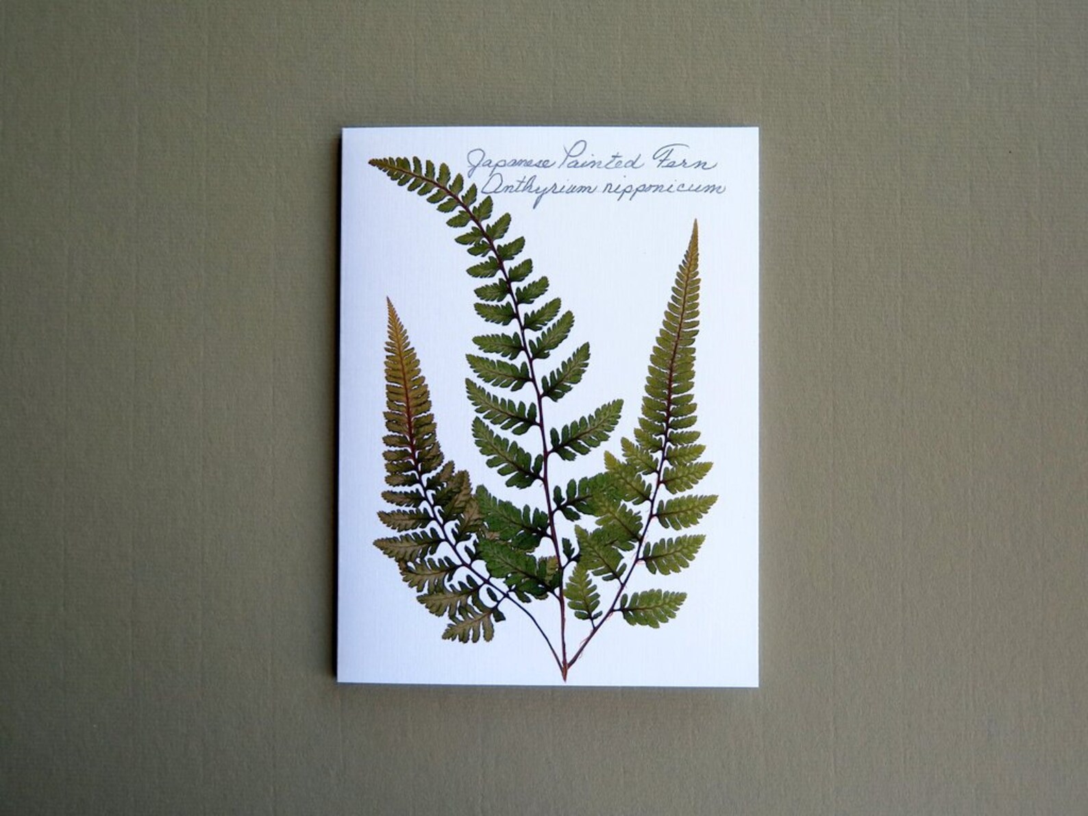 Pressed Fern Card Japanese Painted Fern Note Card Nature | Etsy