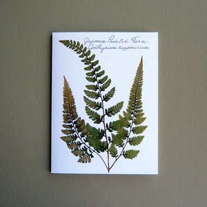 Pressed Fern Card, Japanese Painted Fern Note Card, Nature Card, Green ...